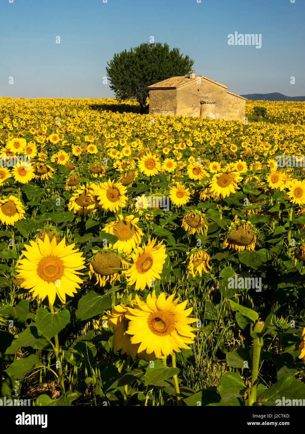 France, Provence, Old Farm House in Field of Sunflowers Stock Photo - Alamy