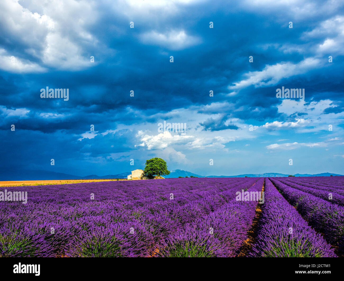 France, Provence, old farm house in field of lavender Stock Photo - Alamy