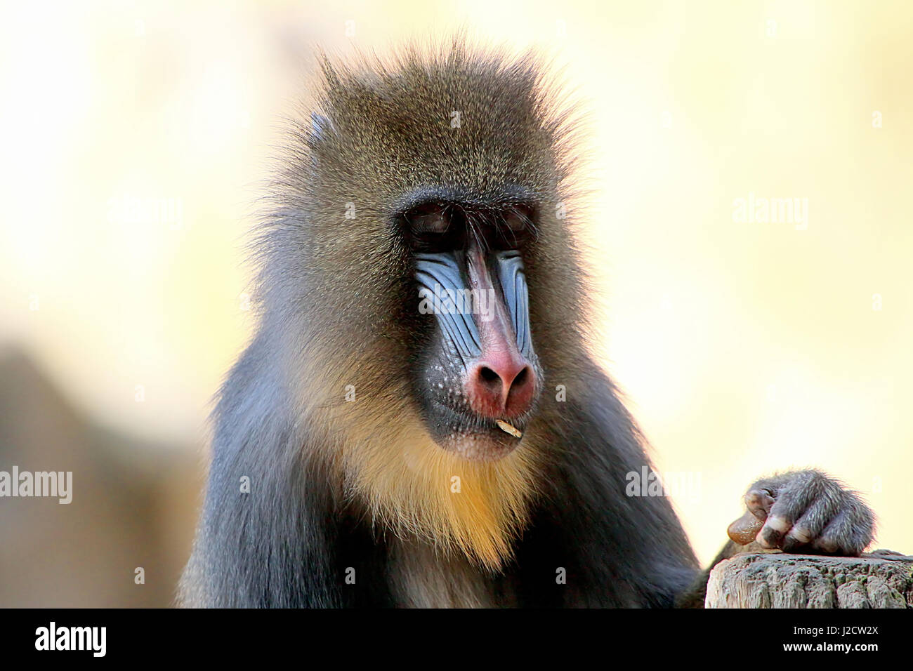 African Mandrill