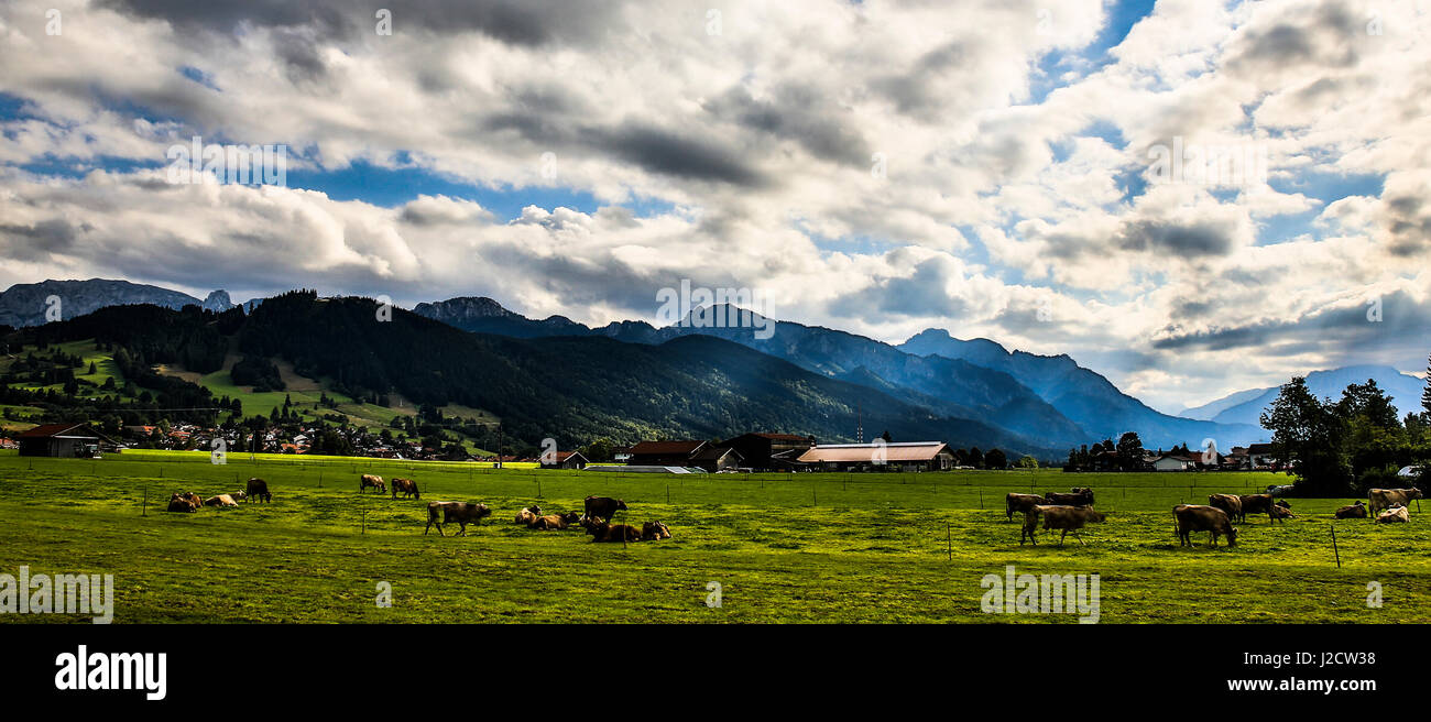 Ammergau Valley, Bavaria, Germany. Green pasture with groups of cows in ...