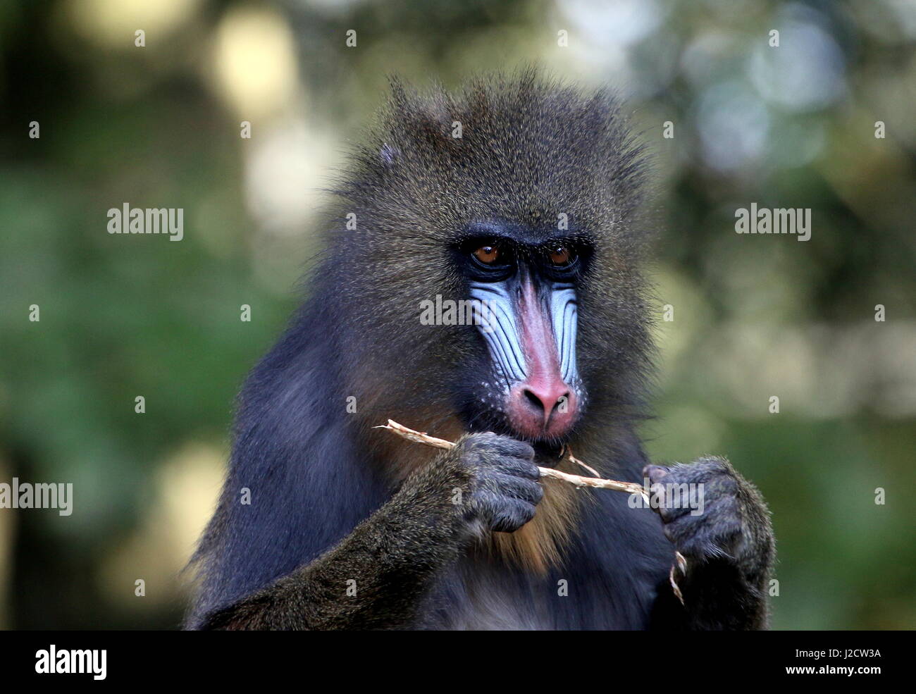 Young female West African Mandrill monkey (Mandrillus sphinx) in ...