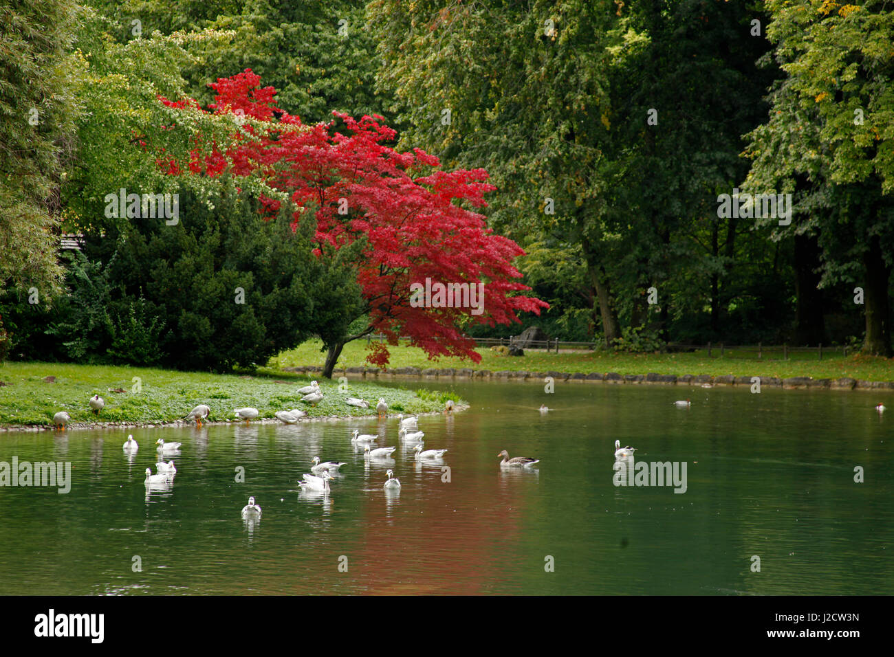 Germany, Munich. Englischer Garten, or English Garden of Munich Stock ...