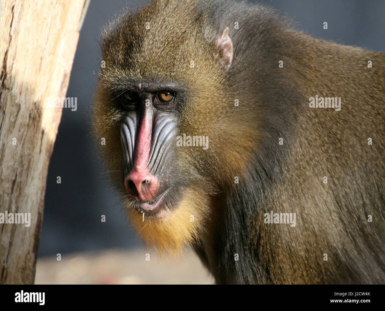 Colorful face of a juvenile Mandrill monkey (Mandrillus sphinx Stock ...