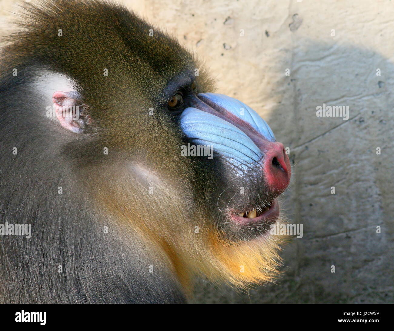 Mandrill mandrillus sphinx snarling hi-res stock photography and images ...