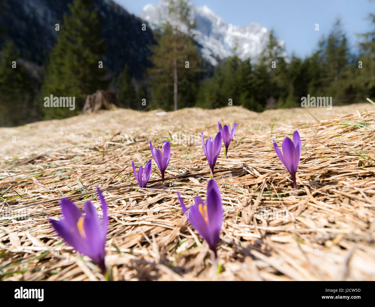 Purple Spring Crocus (Crocus vernus) in full bloom in the Eastern Alps ...