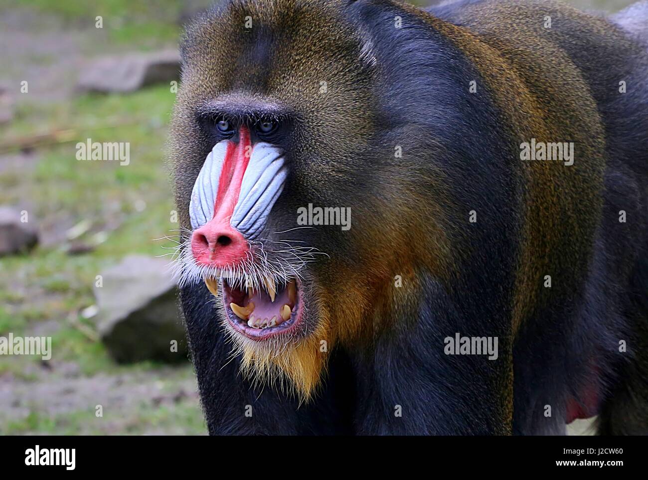 Alpha mannchen hi-res stock photography and images - Alamy