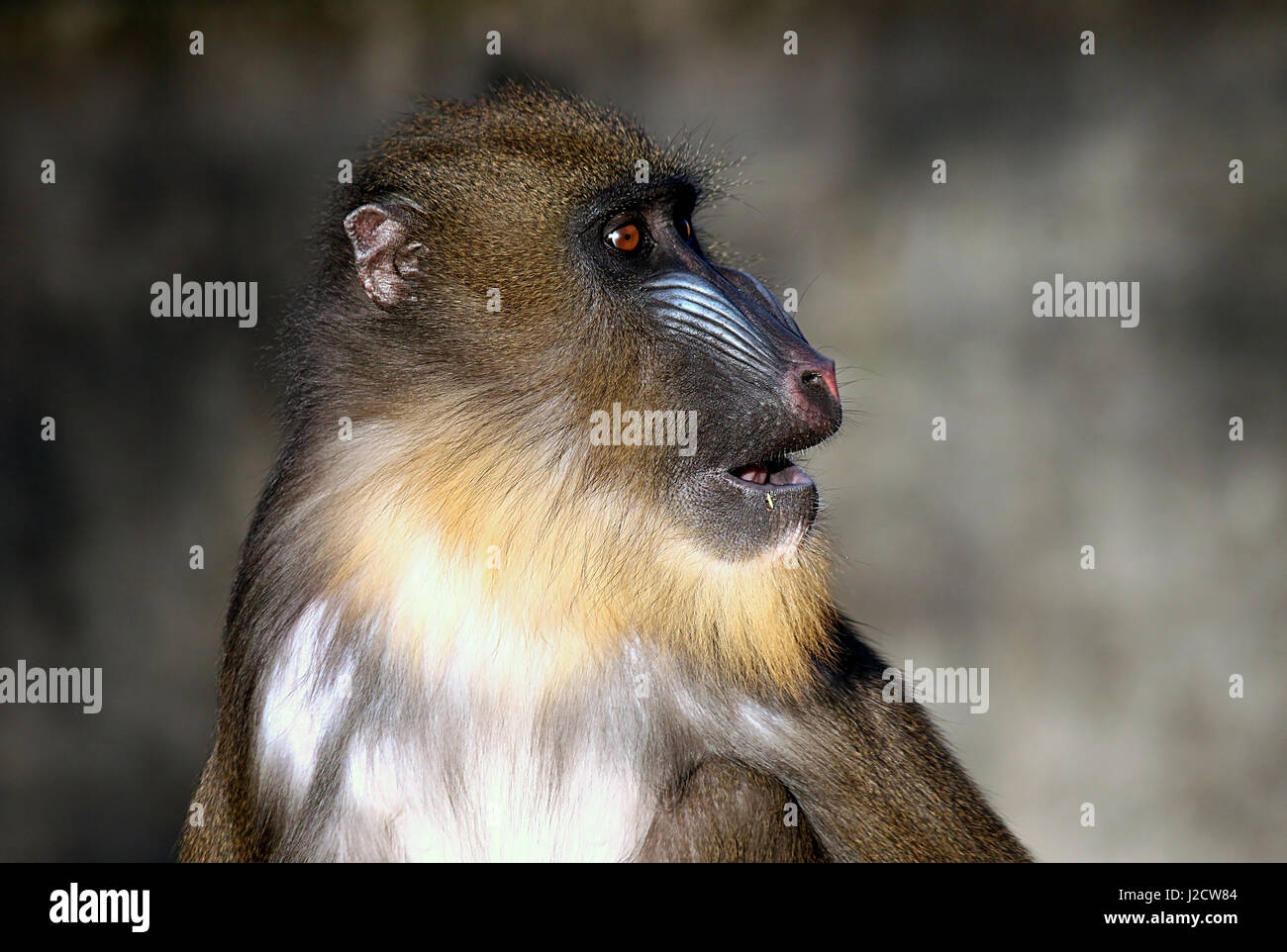 Juvenile Mandrill monkey (Mandrillus sphinx) seen in profile. Native to ...