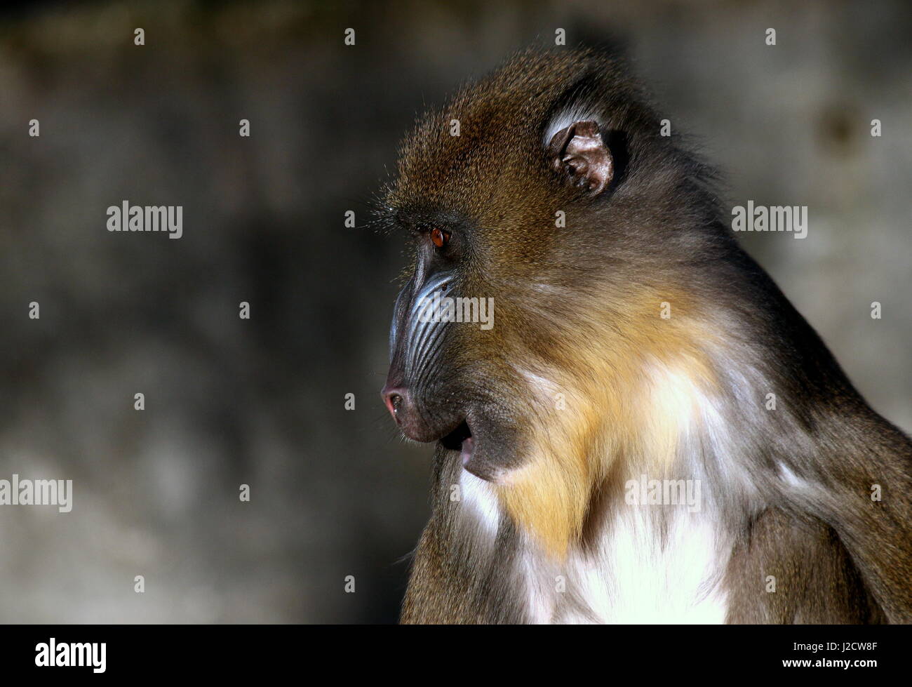 Closeup of the face of a juvenile West African Mandrill monkey ...