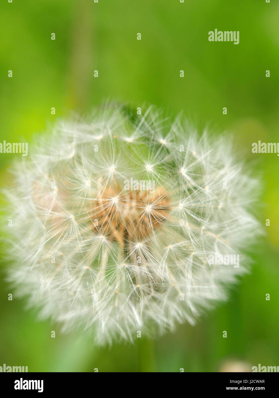 Dandelion head blowing apart Stock Photo - Alamy