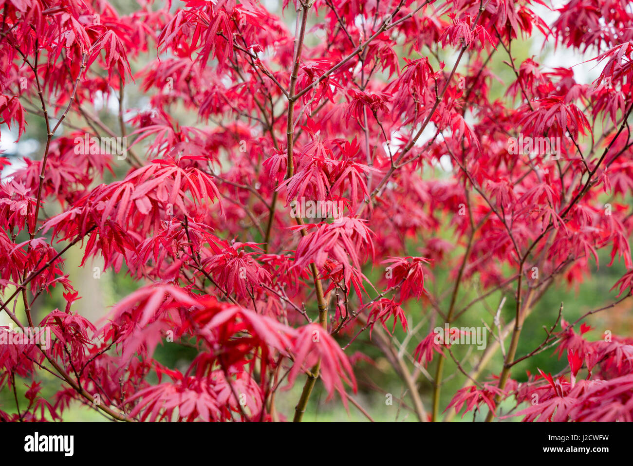 red leaves of a tree for backgrounds Stock Photo - Alamy