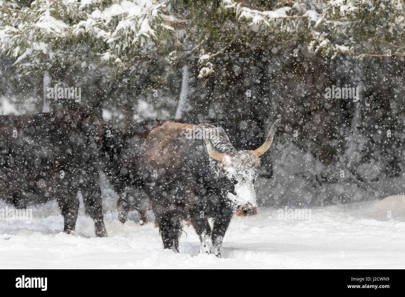 Bos primigenius hi-res stock photography and images - Alamy