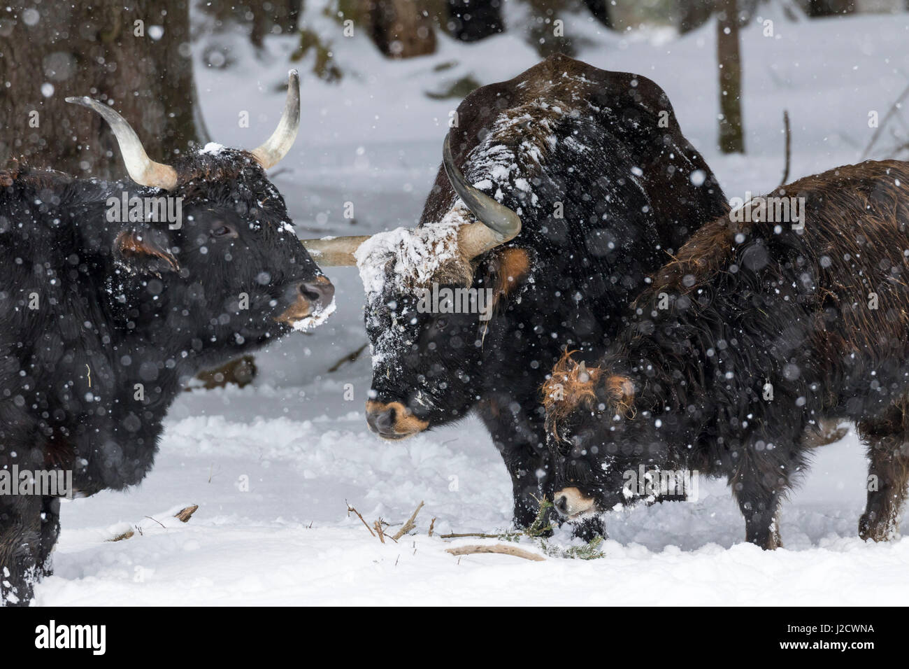Heck Cattle (Bos primigenius taurus), an attempt to breed back the ...