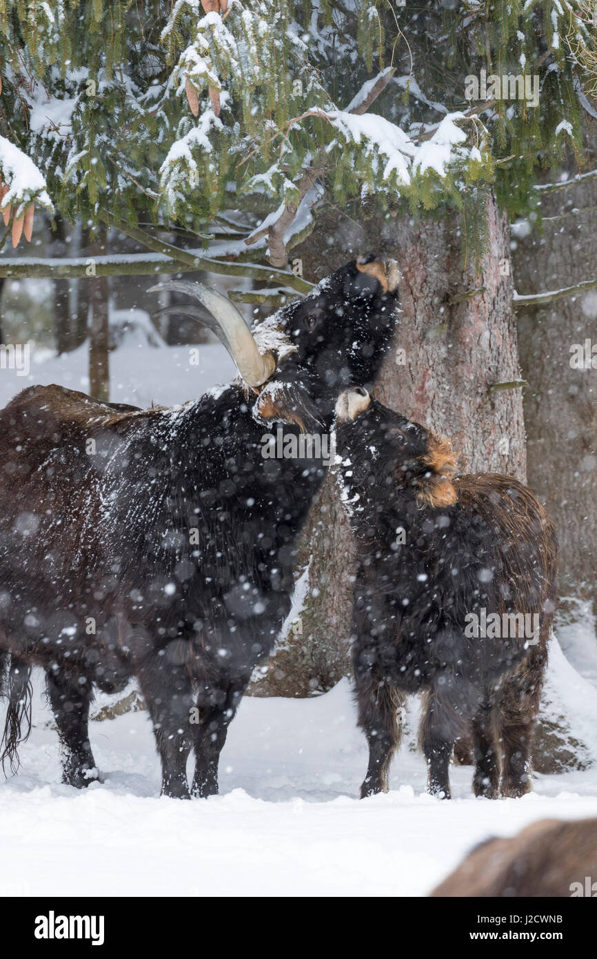 Heck Cattle (Bos primigenius taurus), an attempt to breed back the ...