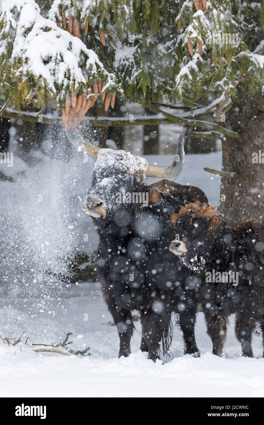 Heck Cattle (Bos primigenius taurus), an attempt to breed back the ...