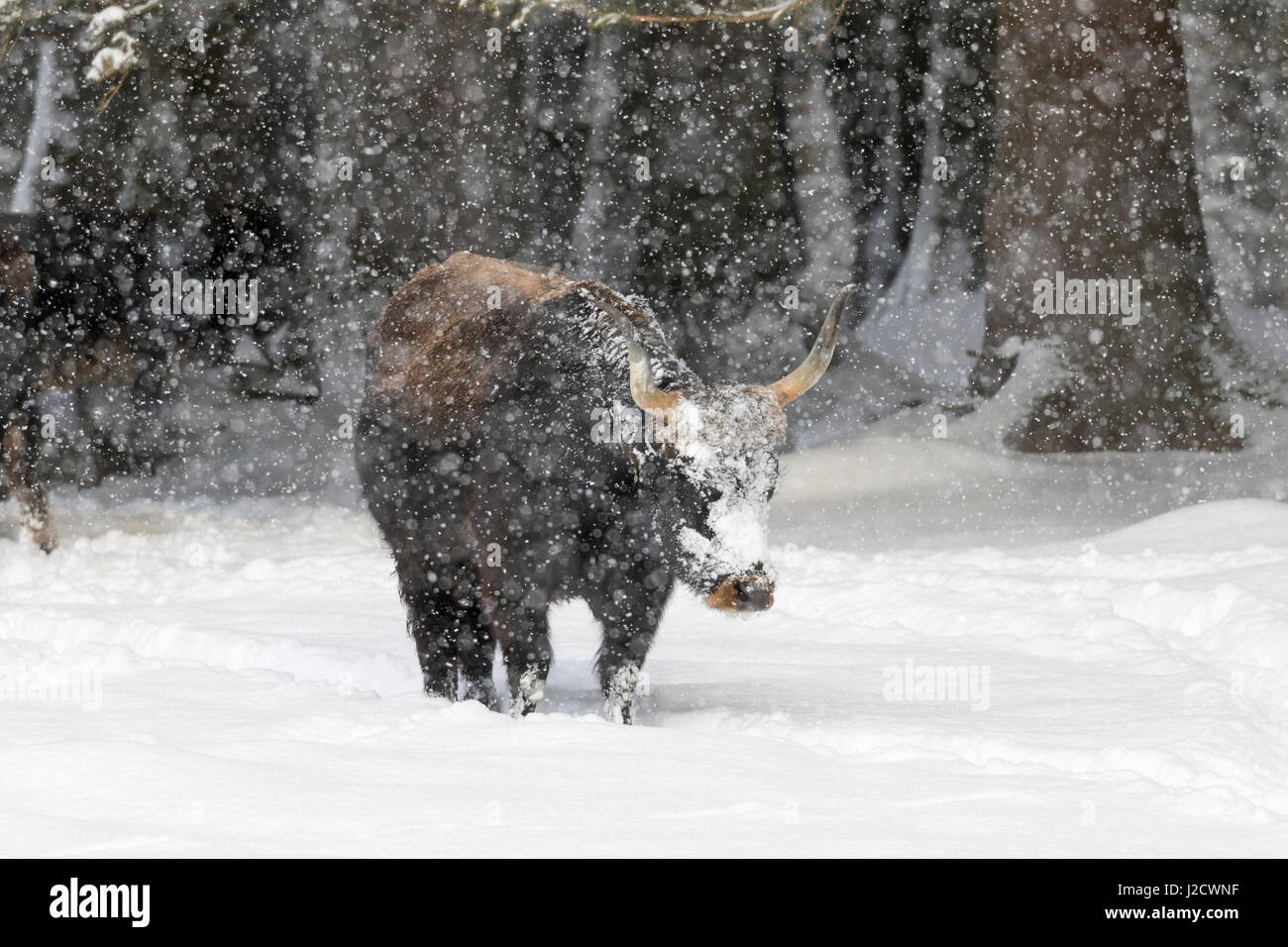 Heck Cattle (Bos primigenius taurus), an attempt to breed back the ...
