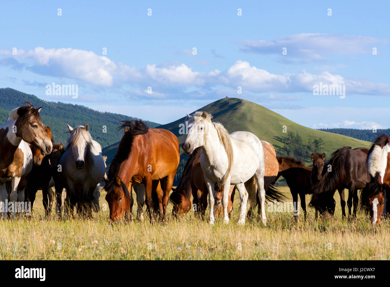 Herded hi-res stock photography and images - Alamy