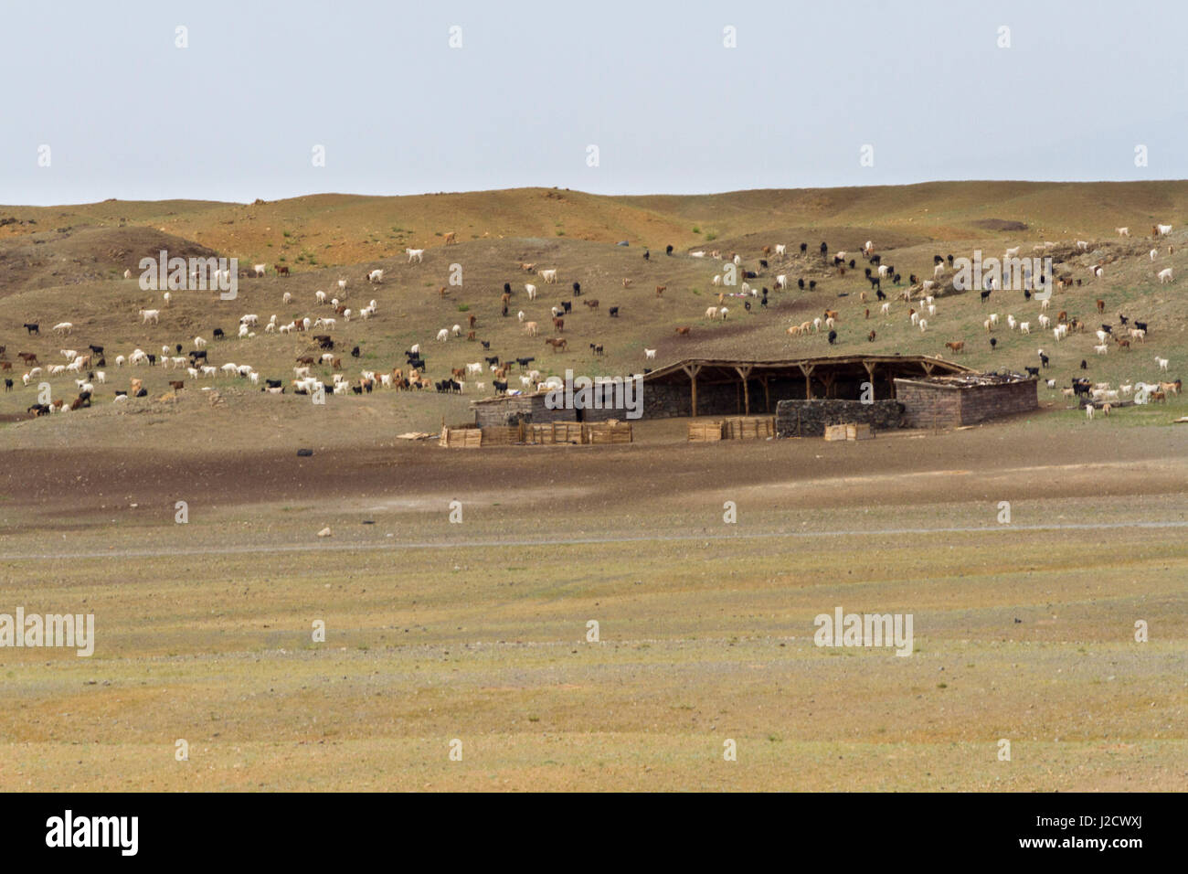 Goat Herd. Gobi Desert. Mongolia Stock Photo - Alamy