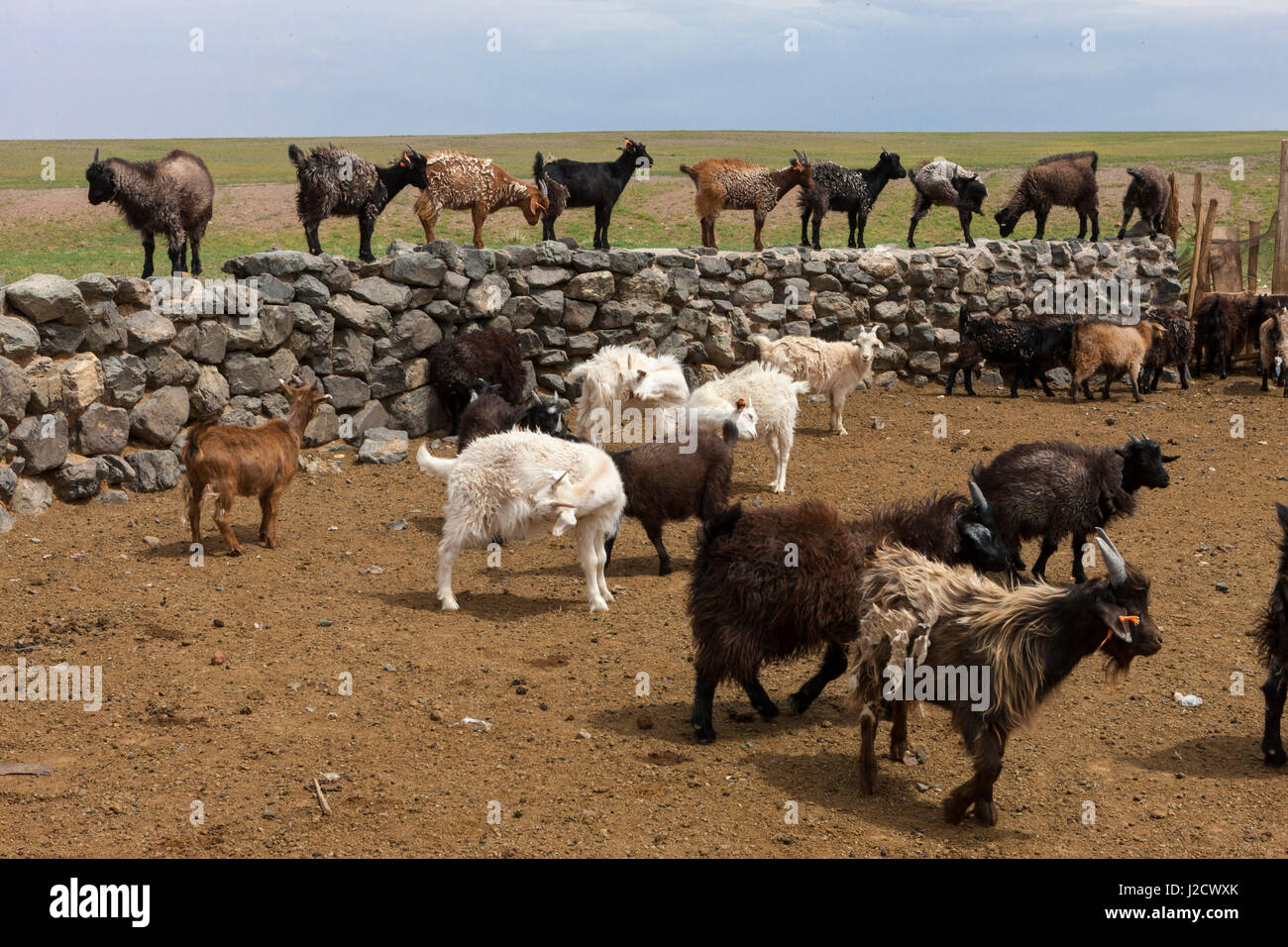 Goat Herd. Gobi Desert. Mongolia Stock Photo - Alamy