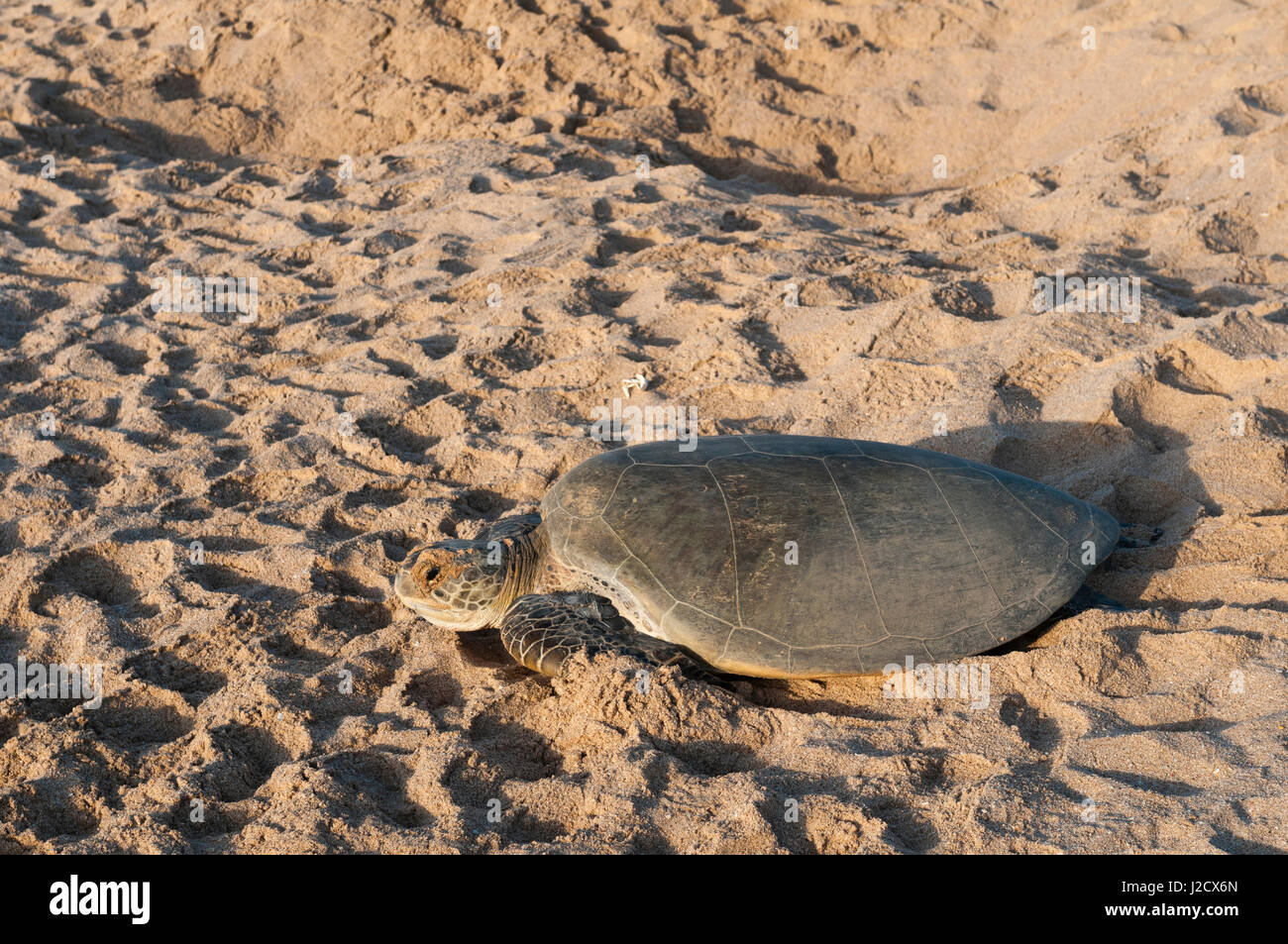 Green turtle, Ras Al Jinz, Oman Stock Photo - Alamy