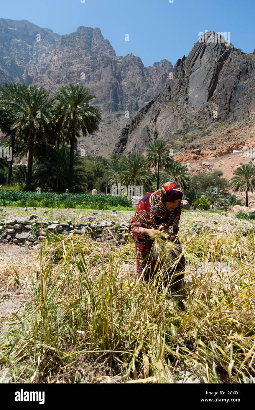 Oman woman middle east field hi-res stock photography and images - Alamy