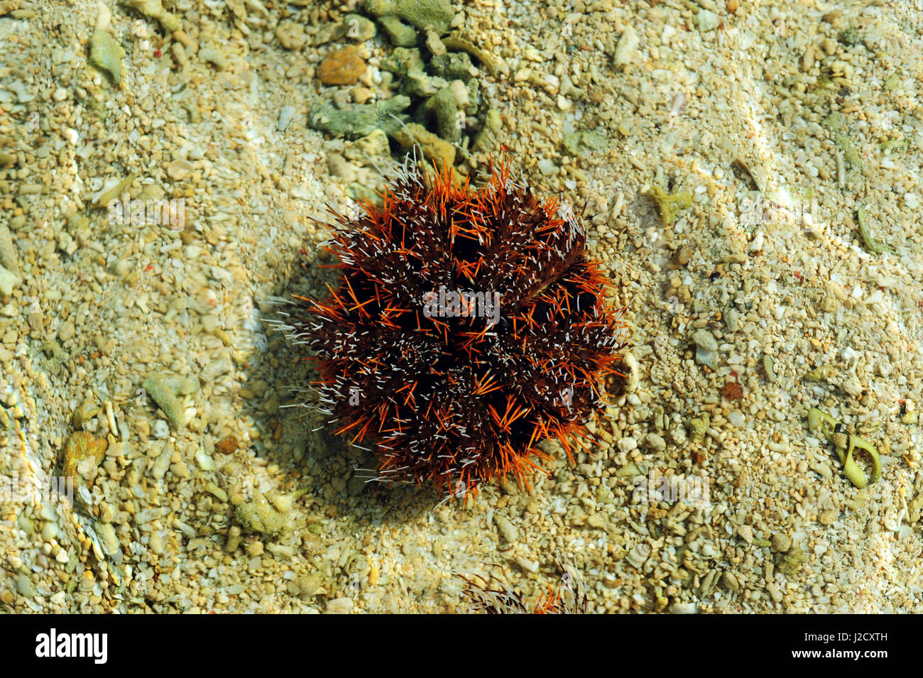 Strongylocentrotidae hi-res stock photography and images - Alamy