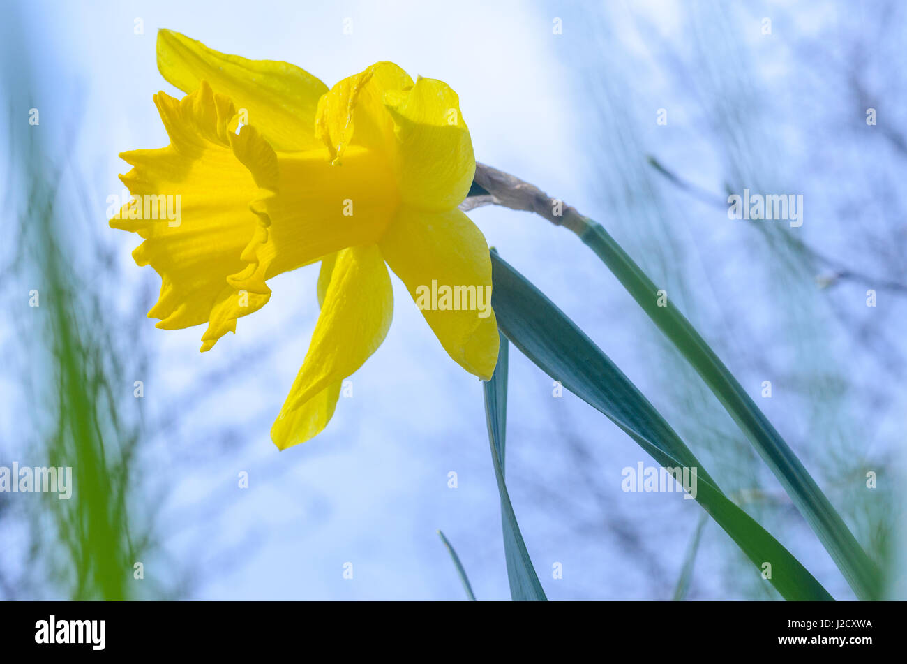 One Yellow Narcissus Flower with blue sky background Stock Photo - Alamy