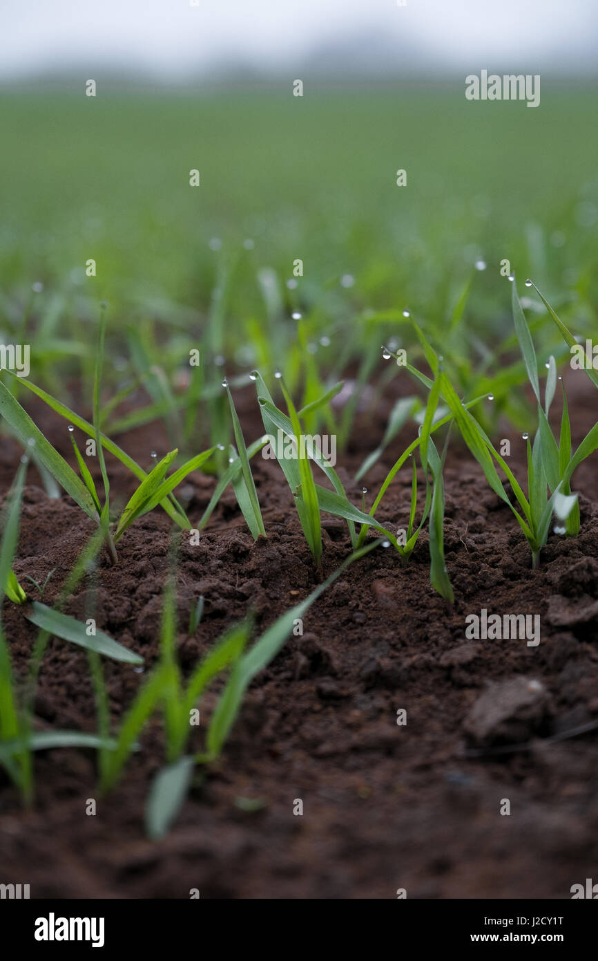 British farm produce hi-res stock photography and images - Alamy