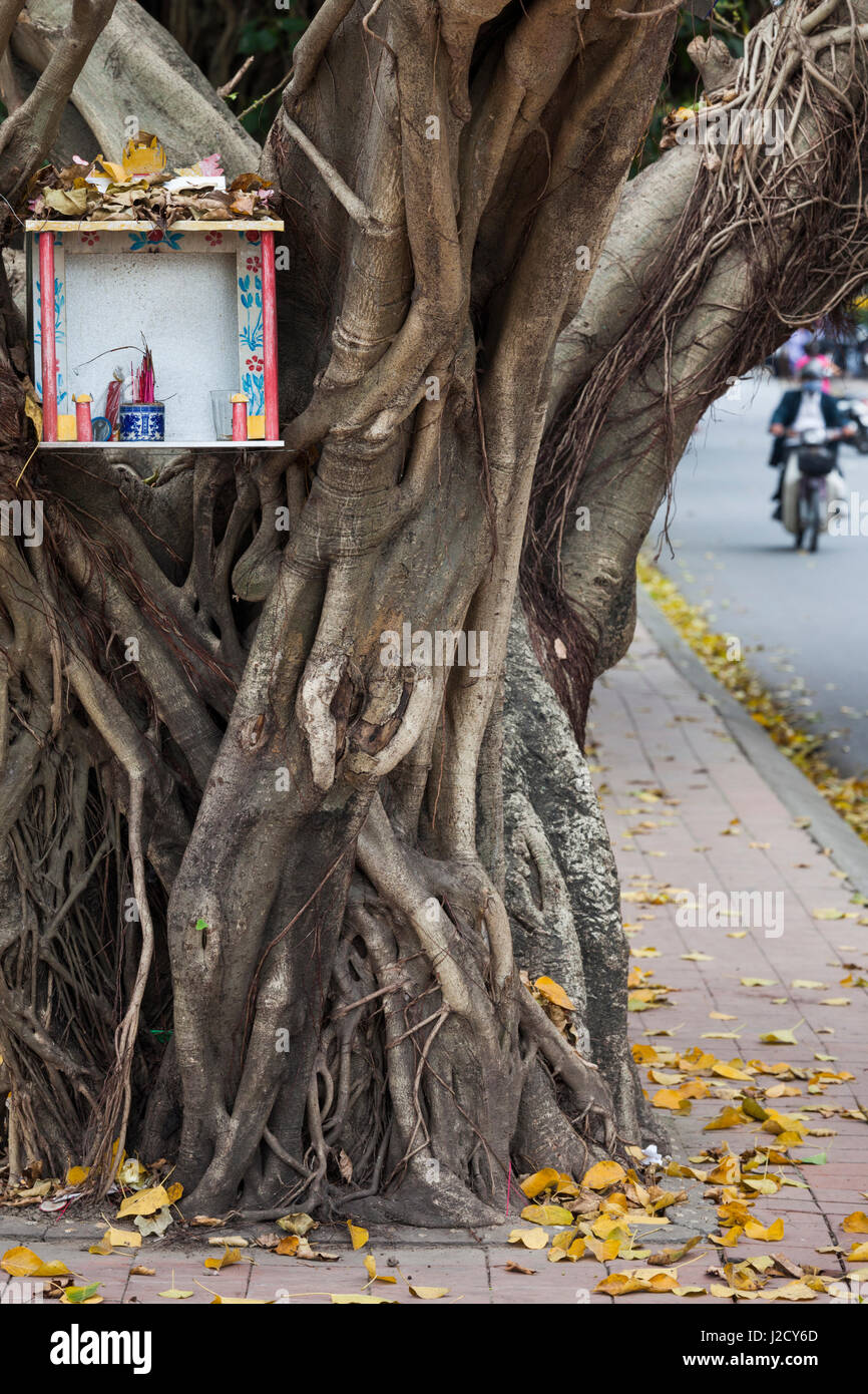 Vietnam, Hue. Tree and shrine Stock Photo - Alamy