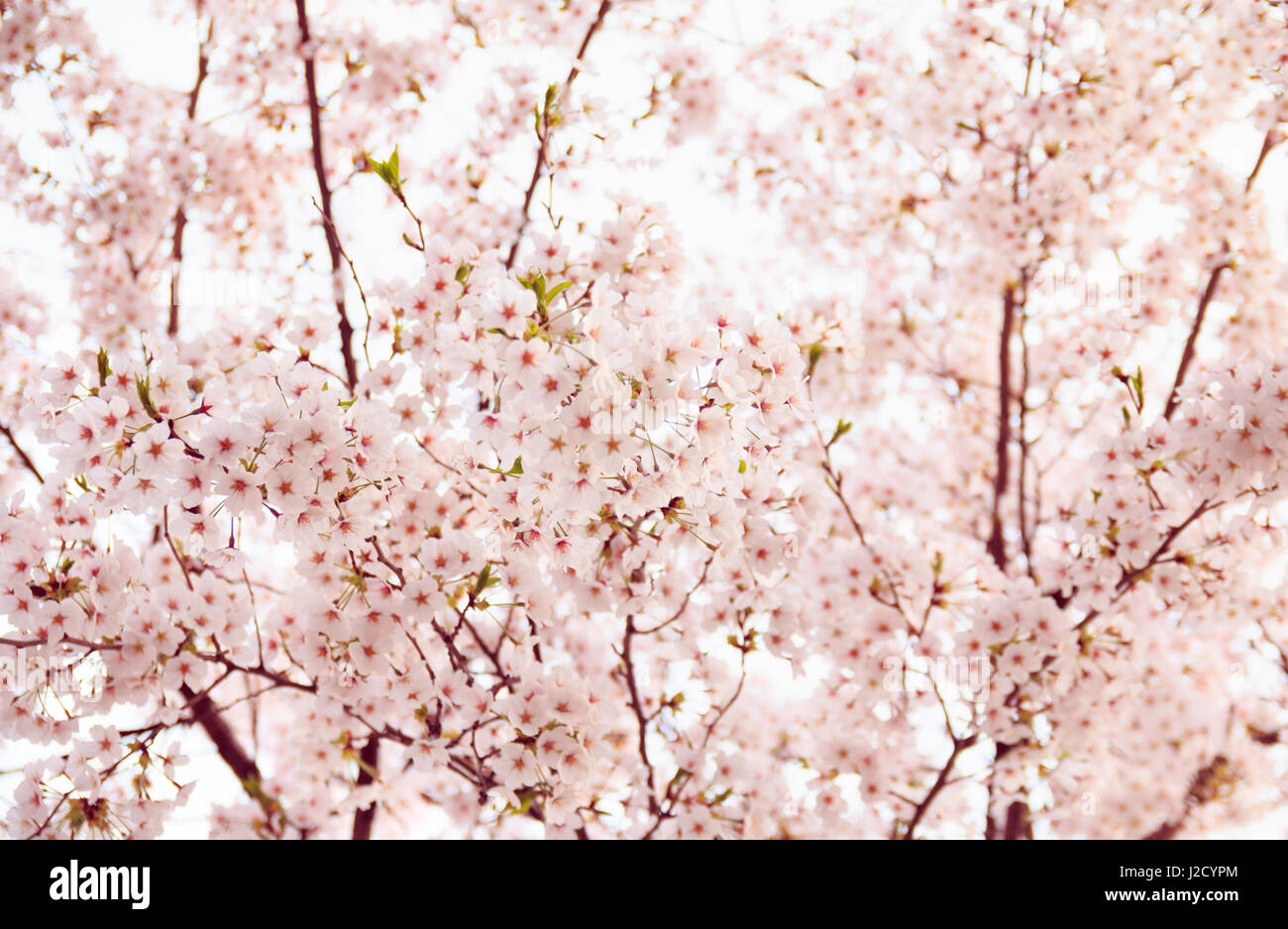 Cherry blossom in spring season Stock Photo - Alamy
