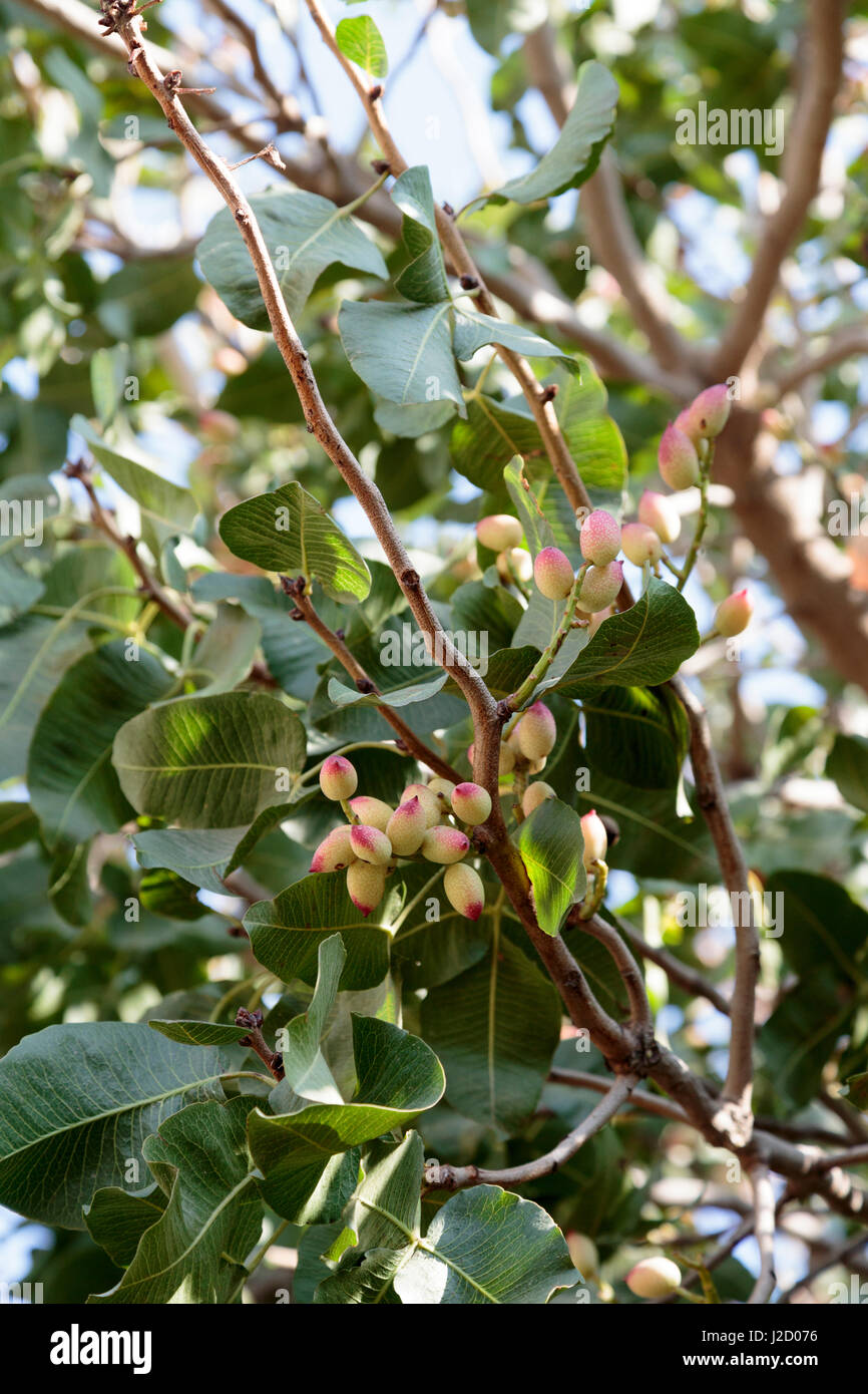 Baku an interesting budding tree hi-res stock photography and images ...