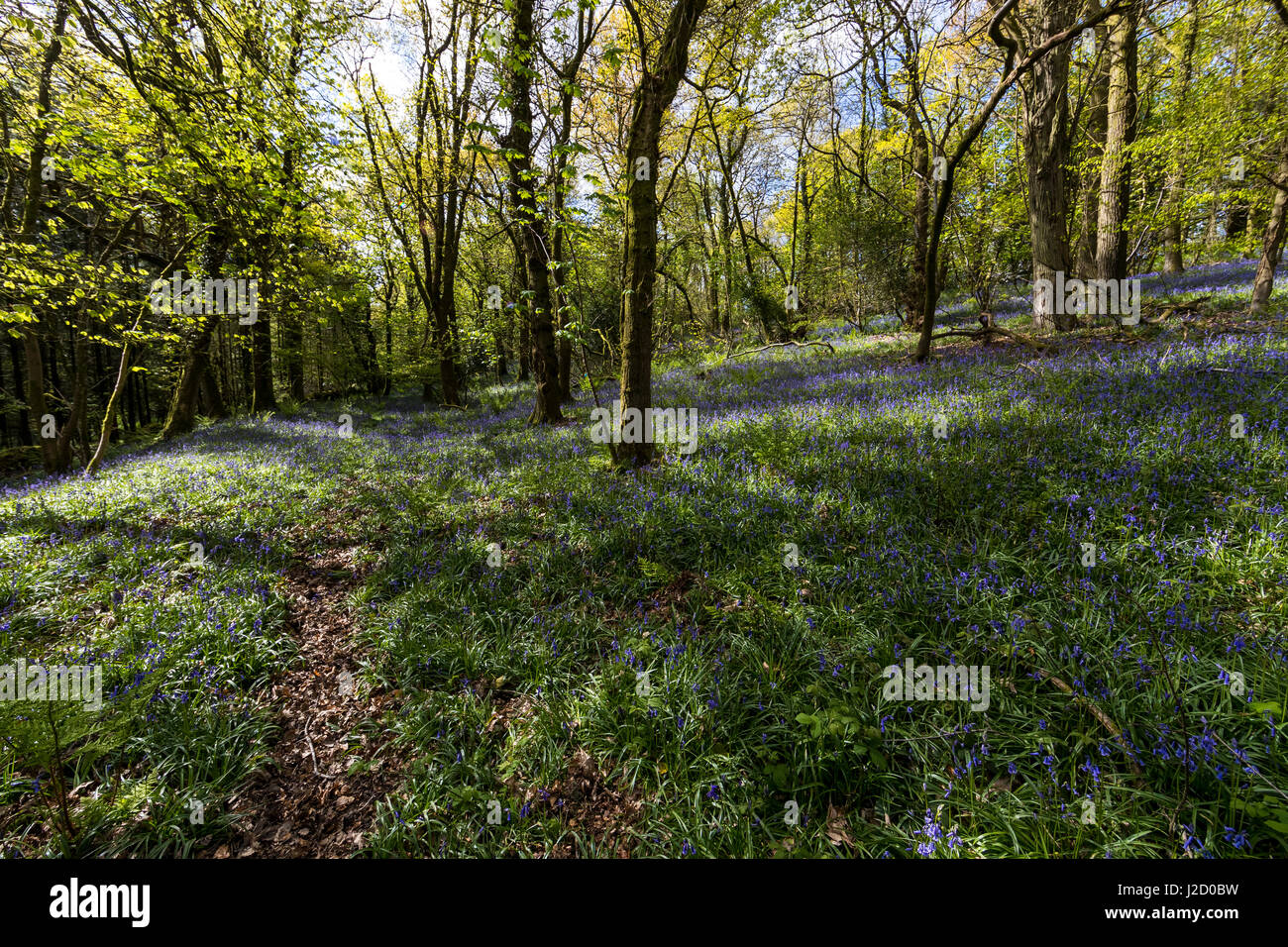 Native Bluebells in the Forest of Dean, Gloucestershire. St Briavels ...