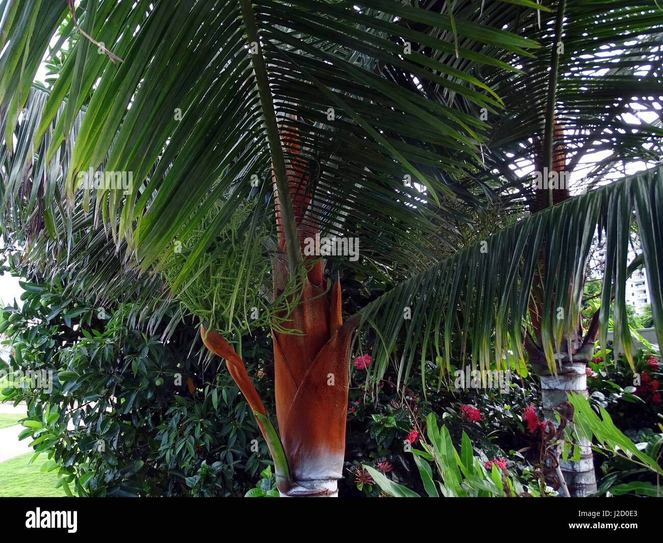 Unusual seed pods hi-res stock photography and images - Alamy