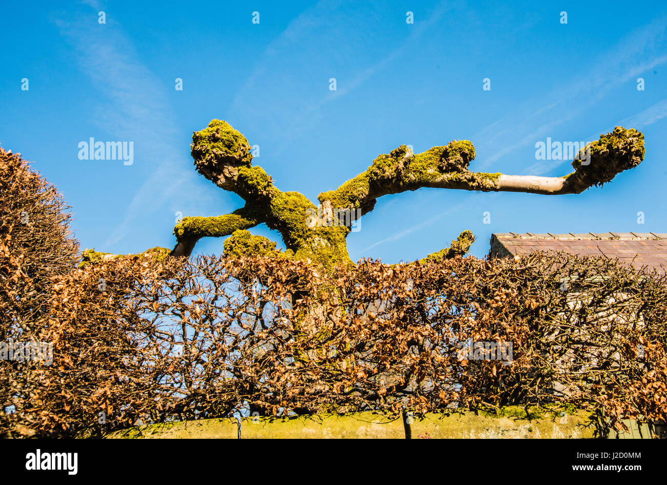 Monster Hedge High Resolution Stock Photography and Images - Alamy