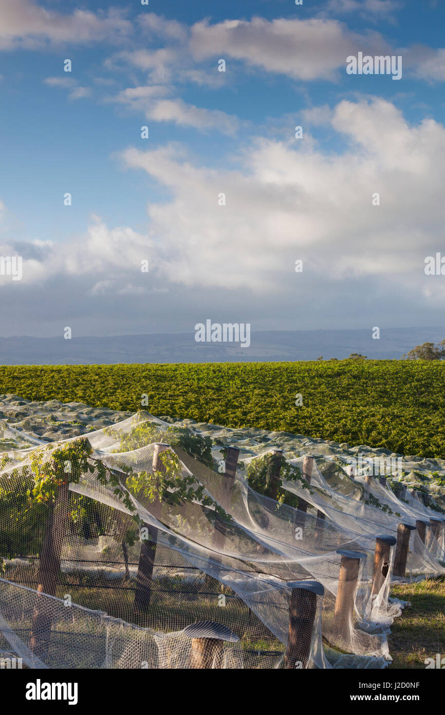 Australia, Fleurieu Peninsula, McLaren Vale Wine Region, McLaren Vale ...
