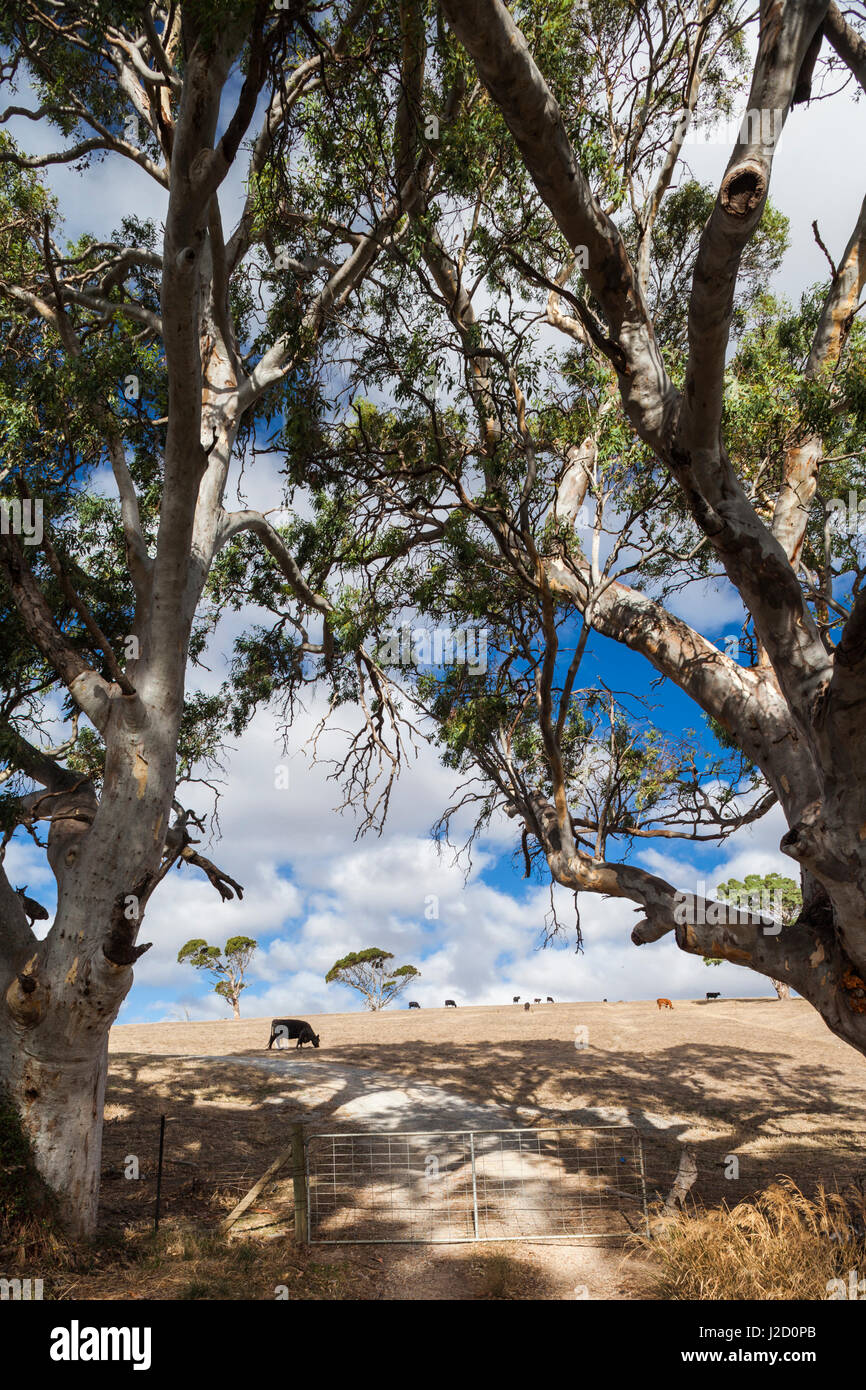Australia, Fleurieu Peninsula, Normanville, landscape with trees ...
