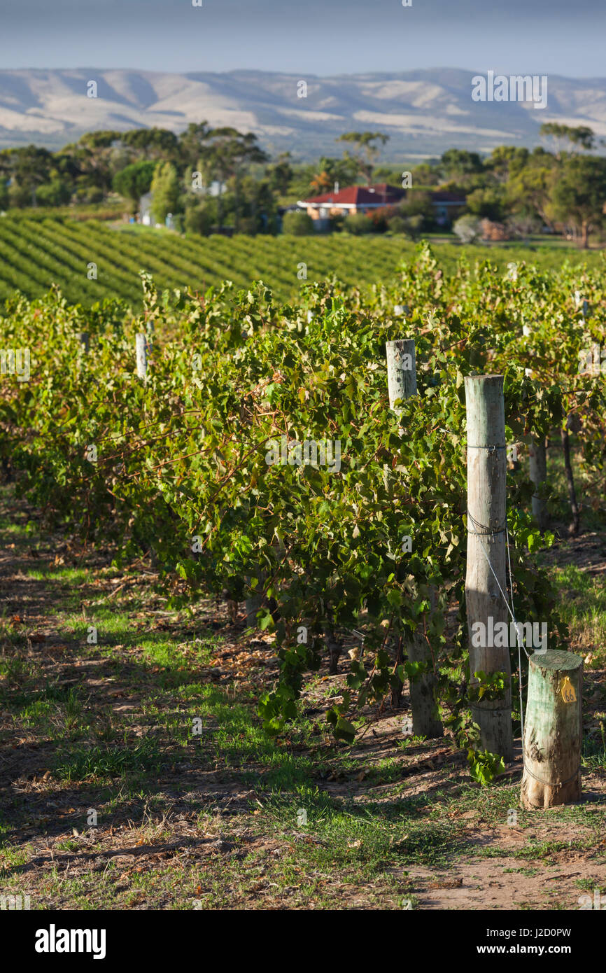 Australia, Fleurieu Peninsula, McLaren Vale Wine Region, McLaren Vale ...