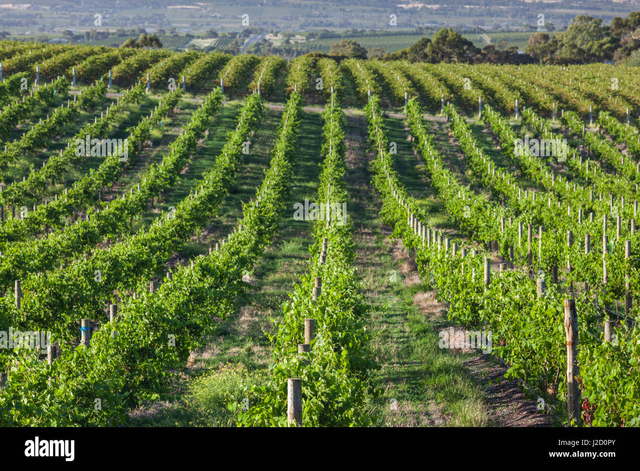 Australia, Fleurieu Peninsula, McLaren Vale Wine Region, McLaren Vale ...