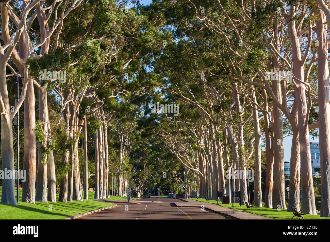 Australia, Perth, Kings Park, trees on Fraser Avenue Stock Photo - Alamy