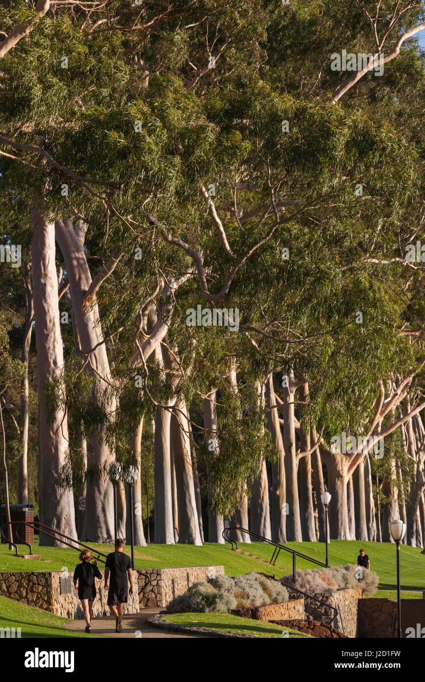 Kings park fraser avenue hi-res stock photography and images - Alamy
