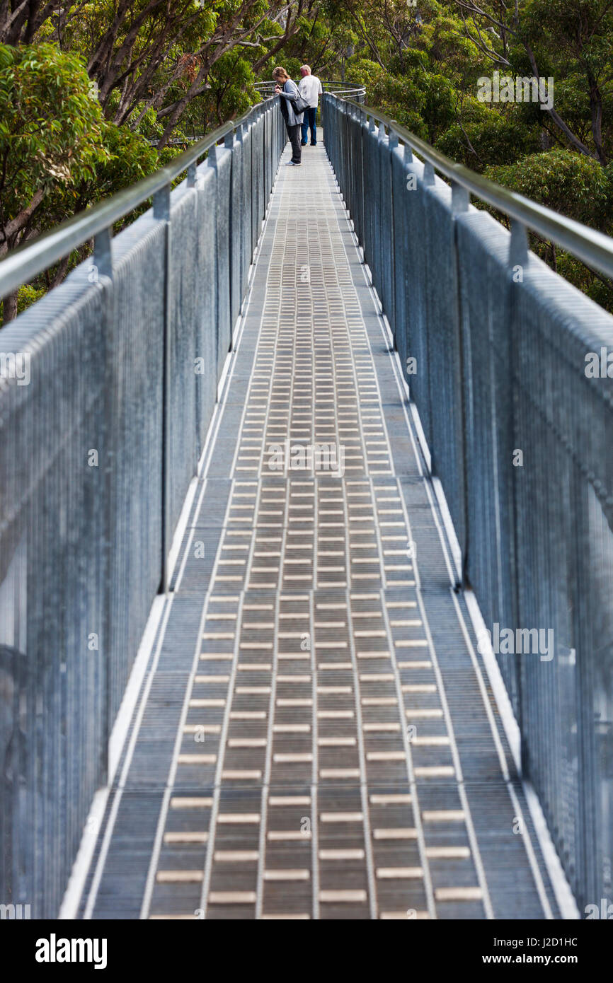 Southwest Australia, Walpole-Nornalup, Valley of the Giants Tree Top ...