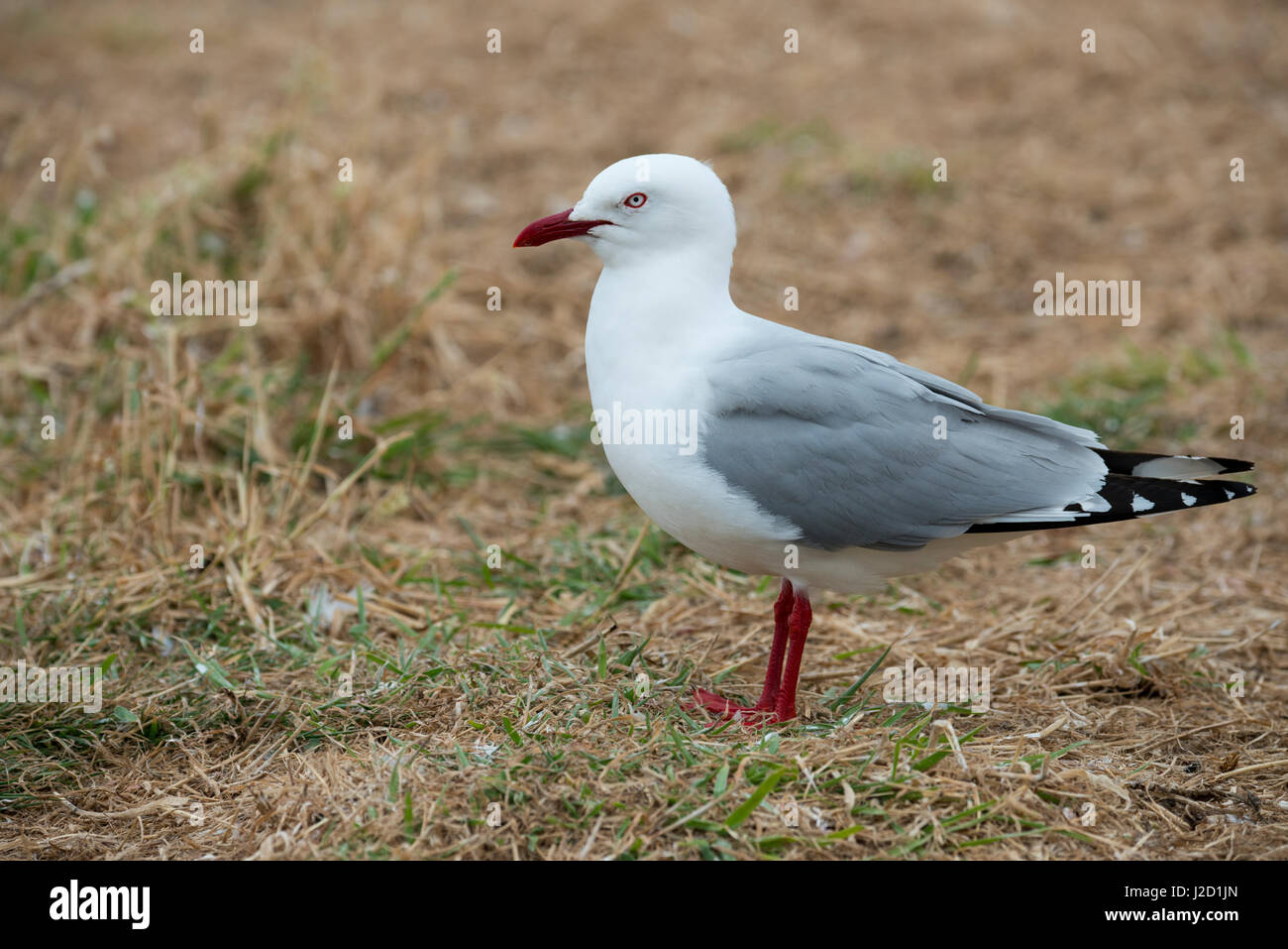 New Zealand, South Island, Dunedin, Otago Peninsula. Red-billed gull ...
