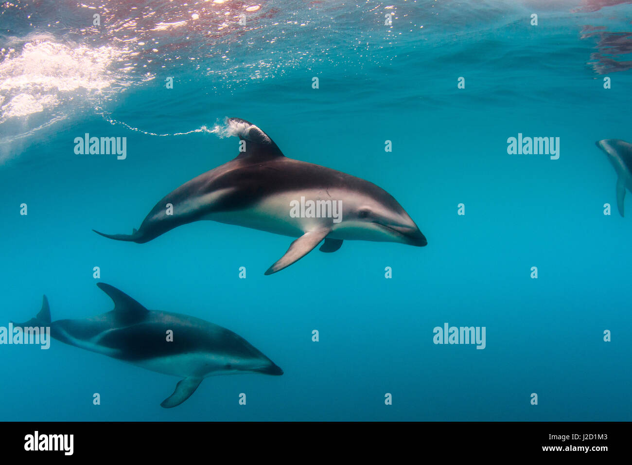 Pod of Dusky Dolphins (Lagenorhynchus obscurus) off of Kaikoura, New ...