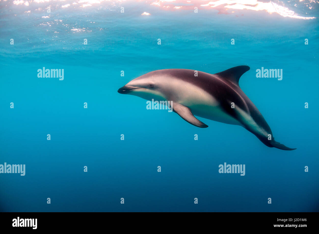 Dusky Dolphin (Lagenorhynchus obscurus) off of Kaikoura, New Zealand ...