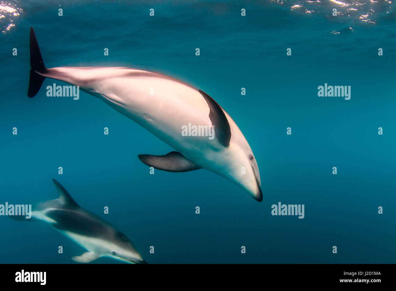 A Pod of Dusky Dolphins (Lagenorhynchus obscurus)swimming off the ...