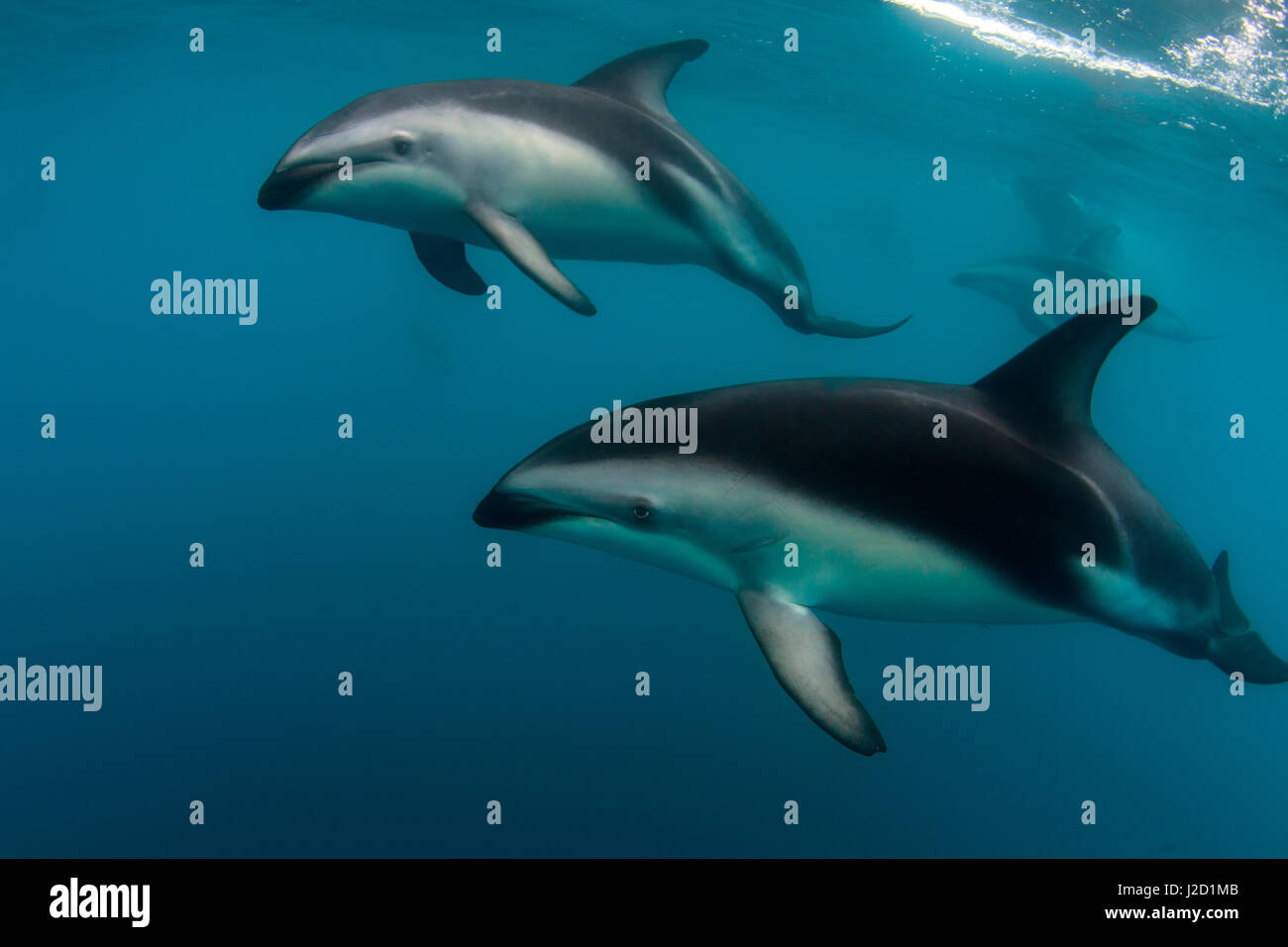 A Pod of Dusky Dolphins (Lagenorhynchus obscurus) swimming off the ...
