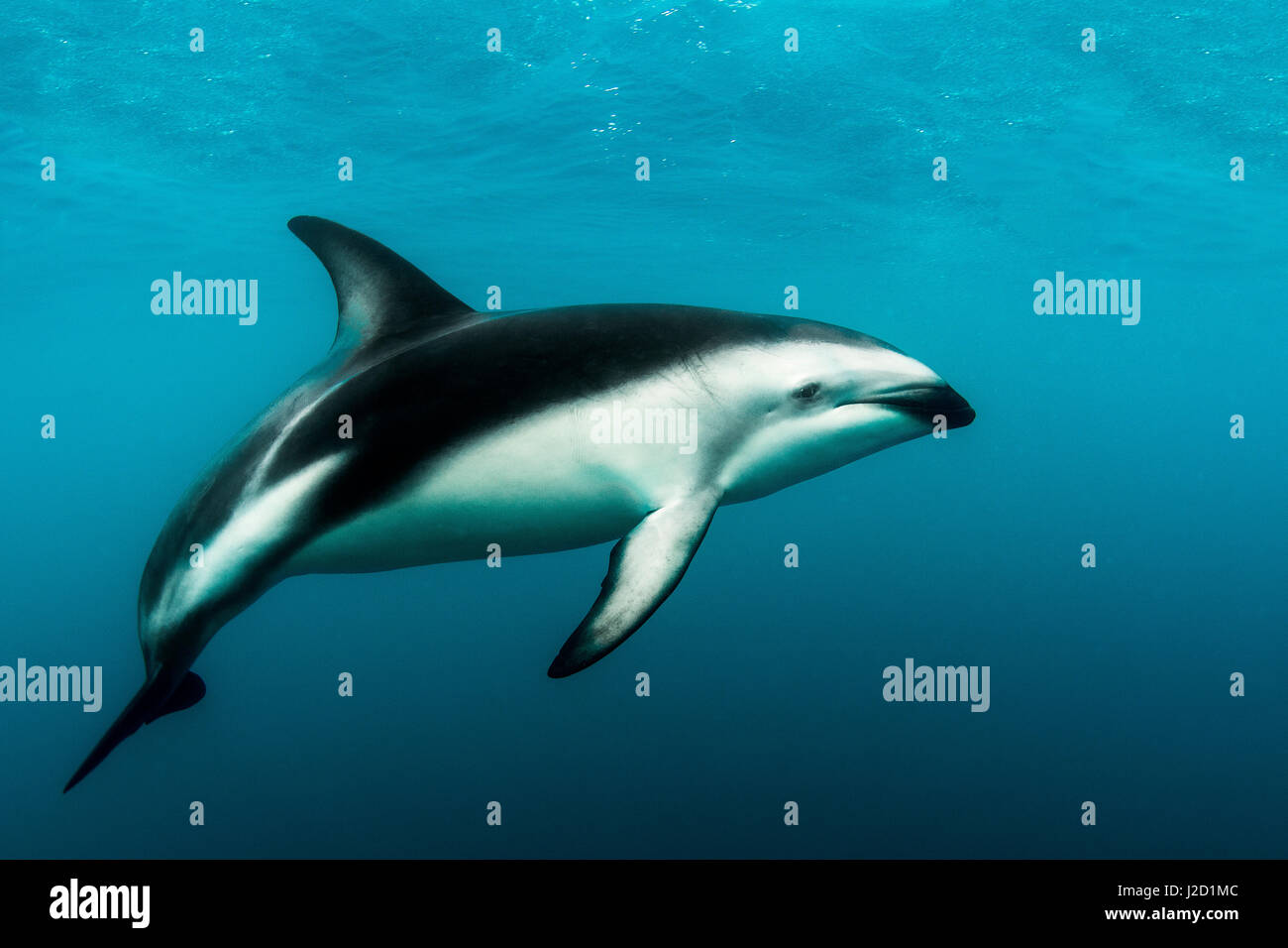 A Dusky Dolphin (Lagenorhynchus obscurus)swimming off the Kaikoura ...