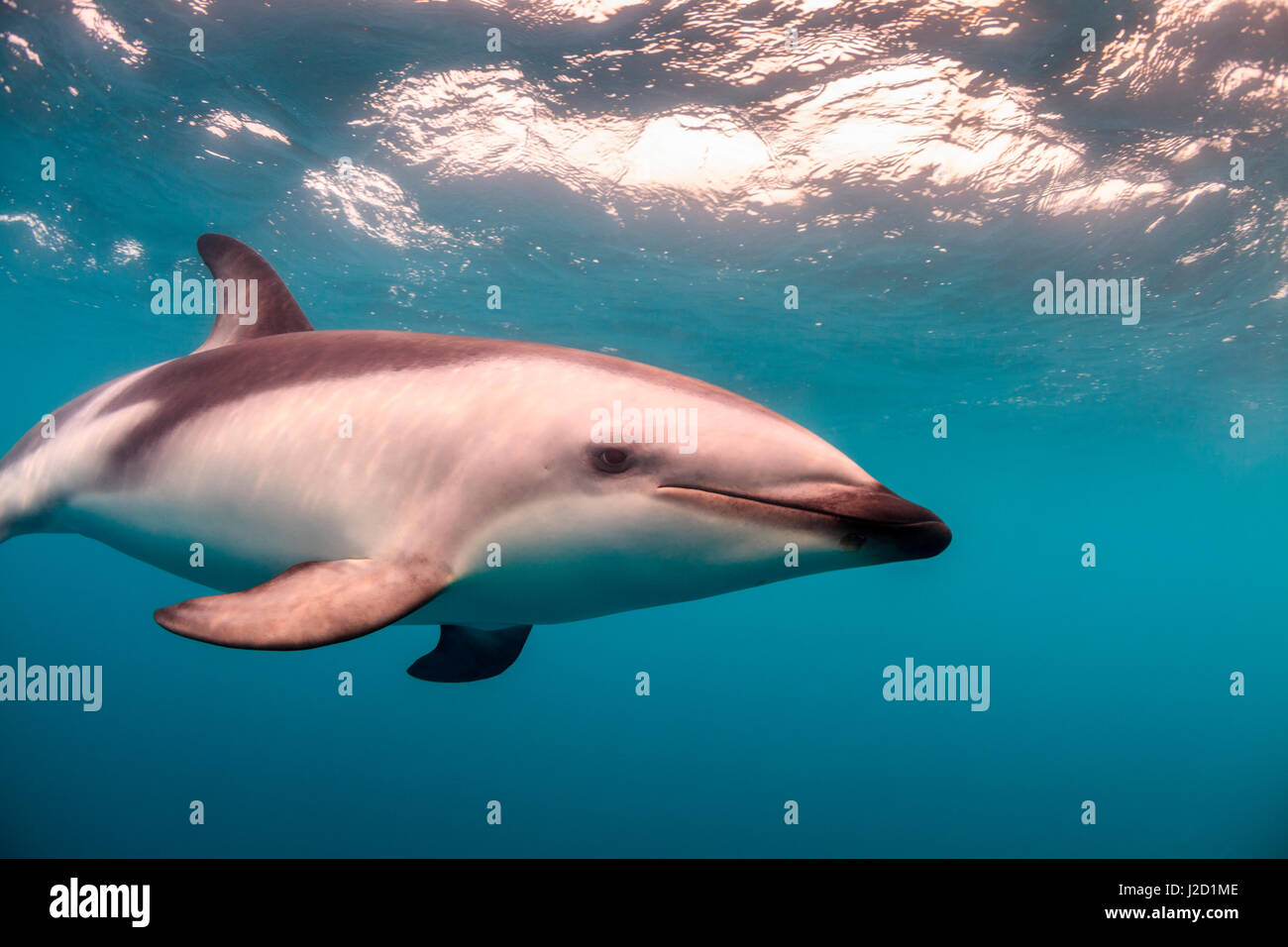 A Dusky Dolphin (Lagenorhynchus obscurus) swimming off the Kaikoura ...
