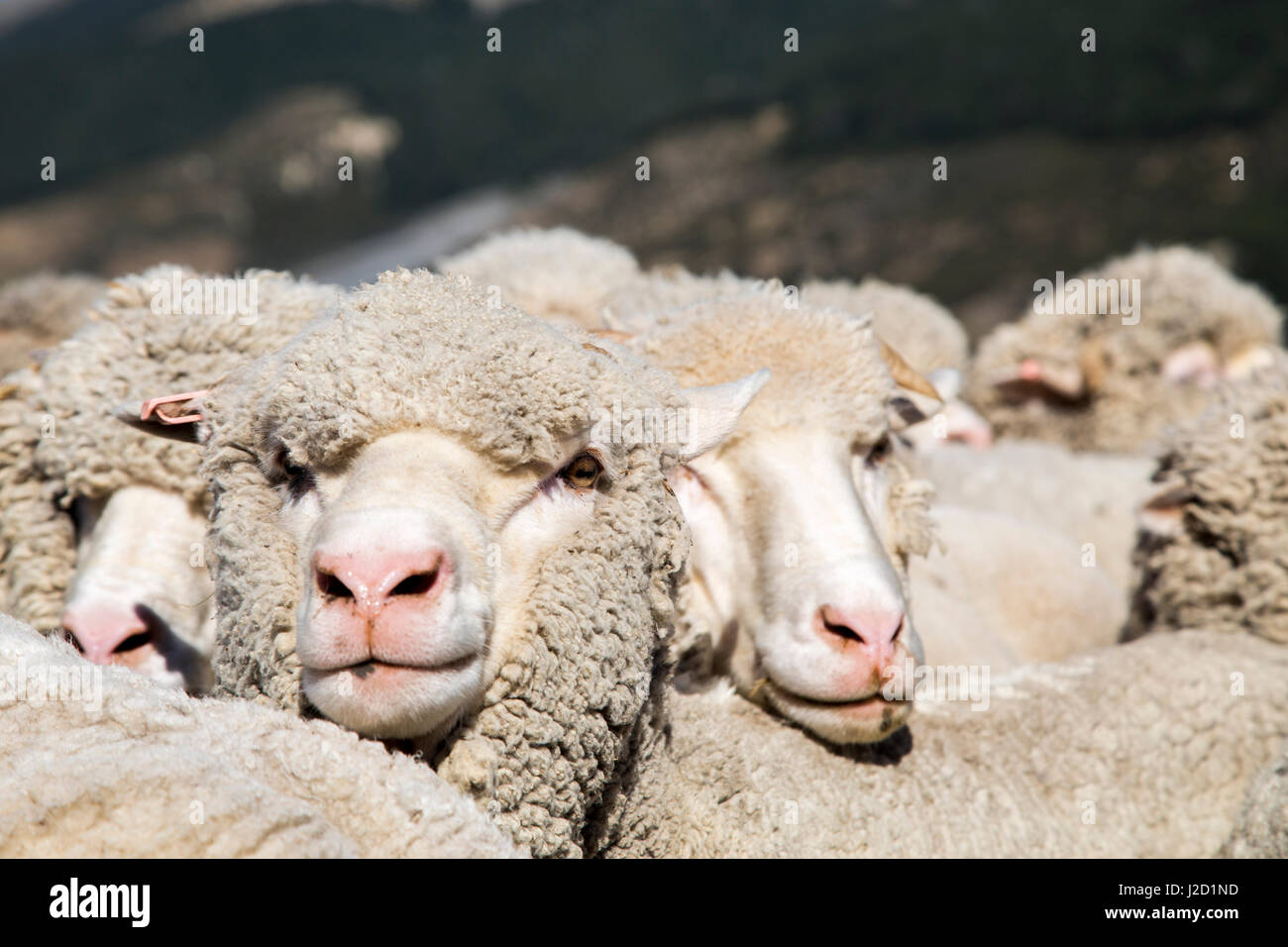Arthurs pass wilderness lodge hi-res stock photography and images - Alamy