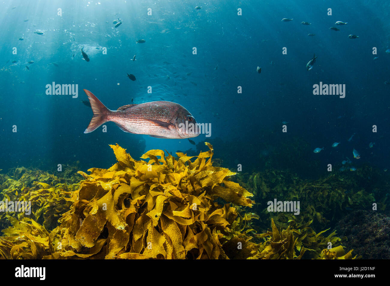A large snapper swims above a bed of kelp taken near Poor Knights ...