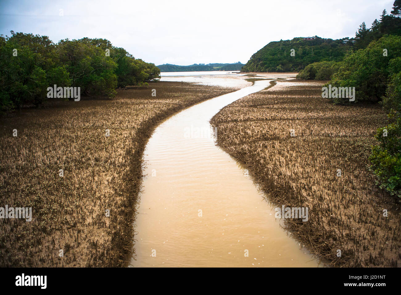Opua forest paihia hi-res stock photography and images - Alamy